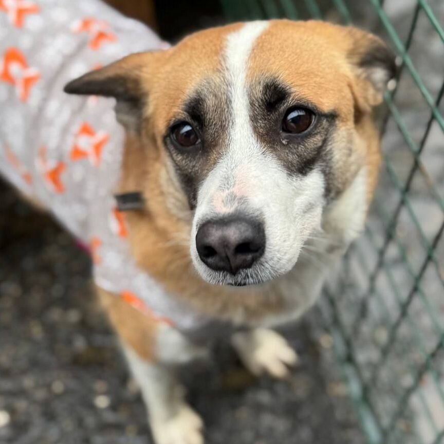 Взрослая собака в добрые руки