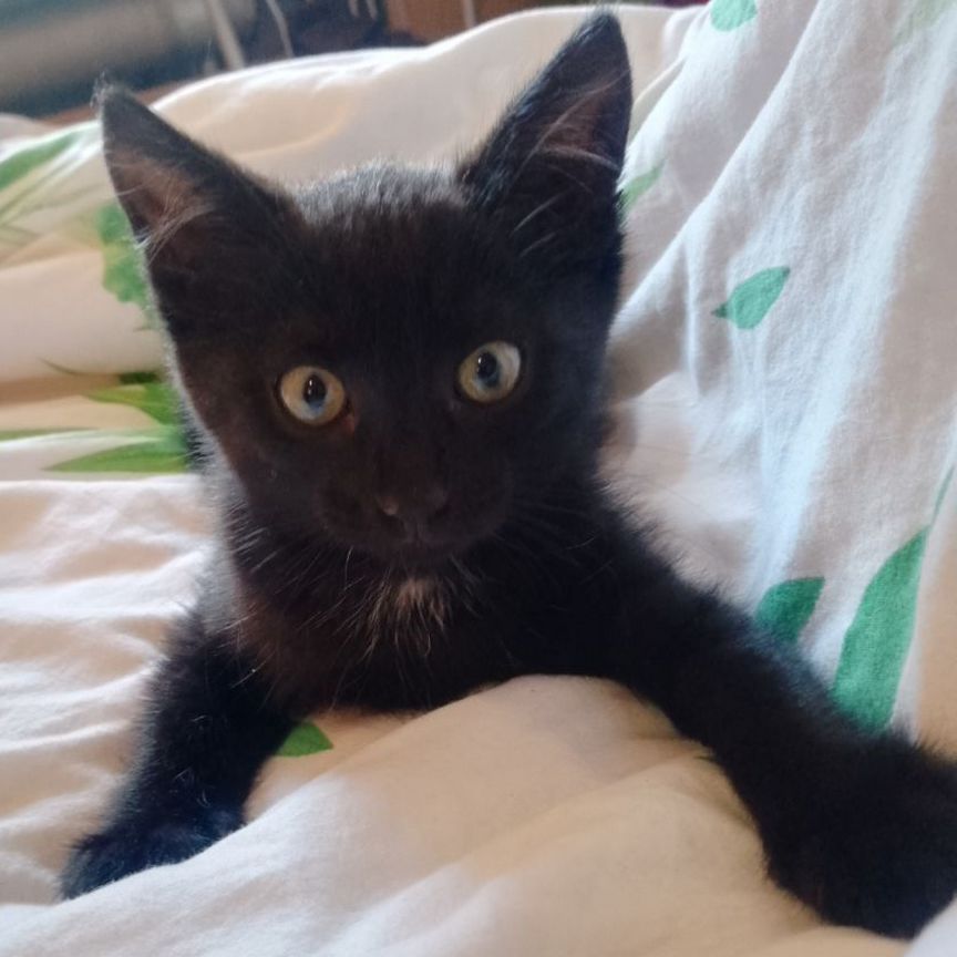 Котёнок в добрые руки