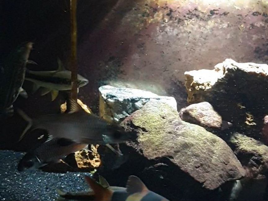 Аквариумные рыбки