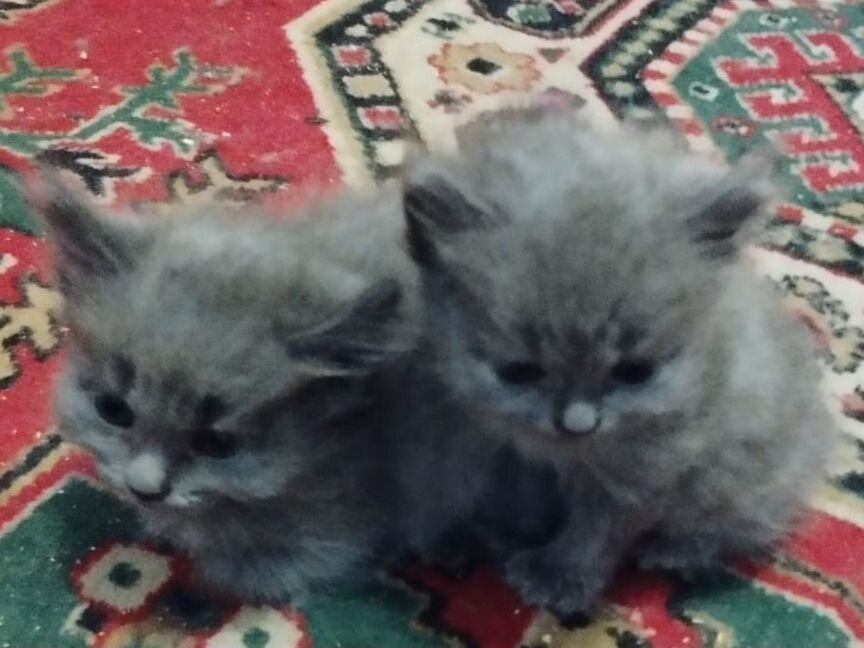 Британские котята бесплатно