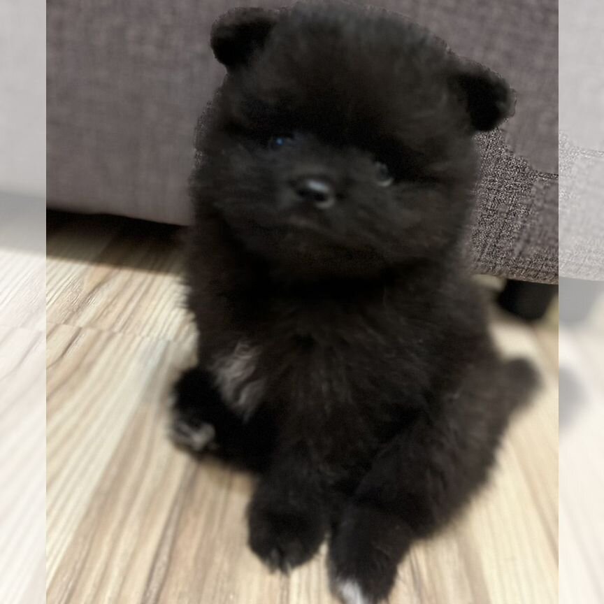 Померанский шпиц