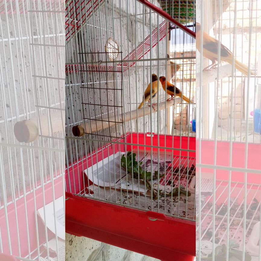 Канарейки