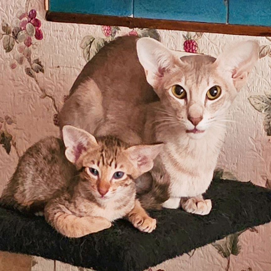 Ориентальные котята