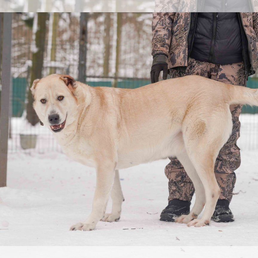 Среднеазиатская овчарка, взрослая собака