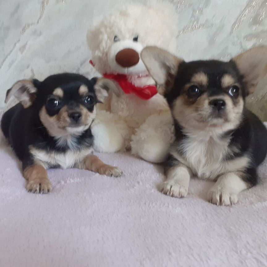 Малыши чихуахуа