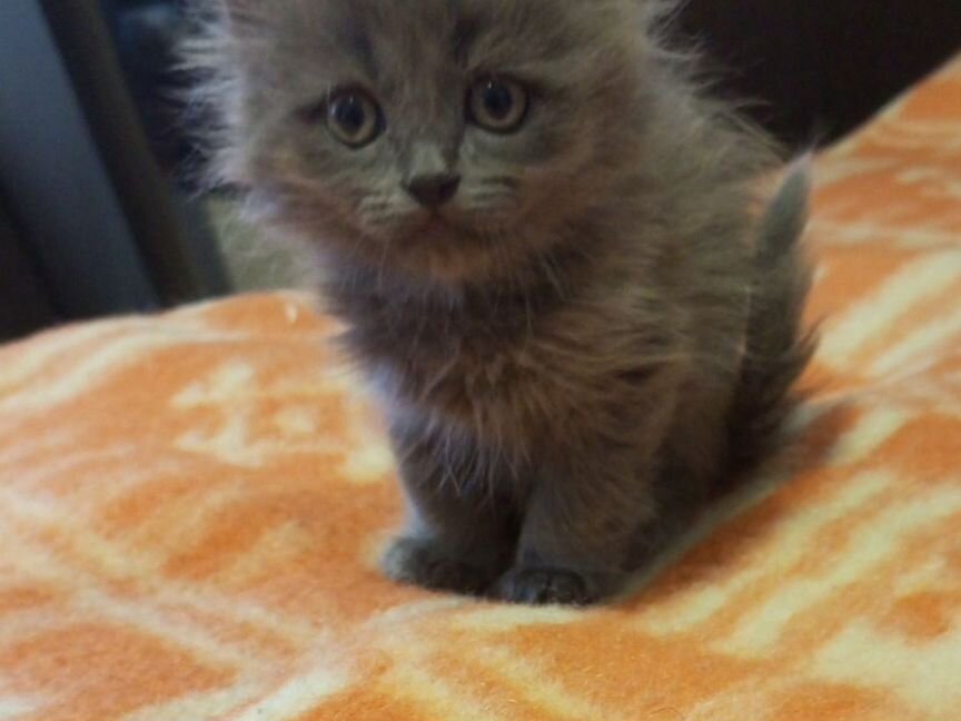 Шотландские котята