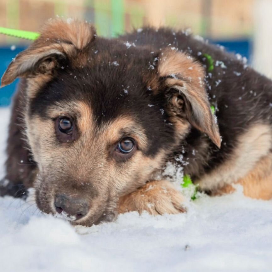 Красавчик Боб