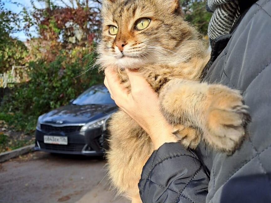 Кошка мурлыка