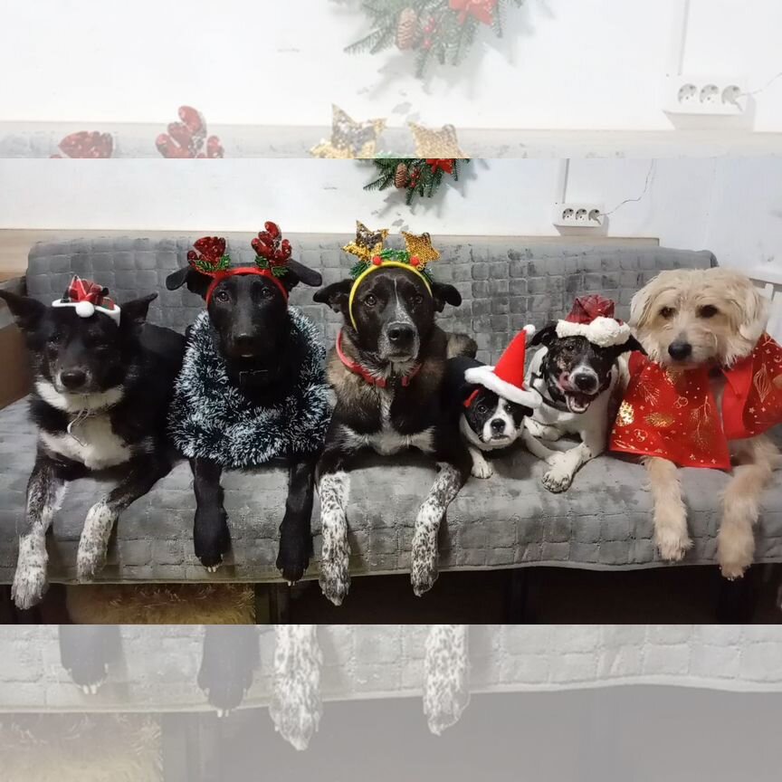 Взрослая собака в добрые руки