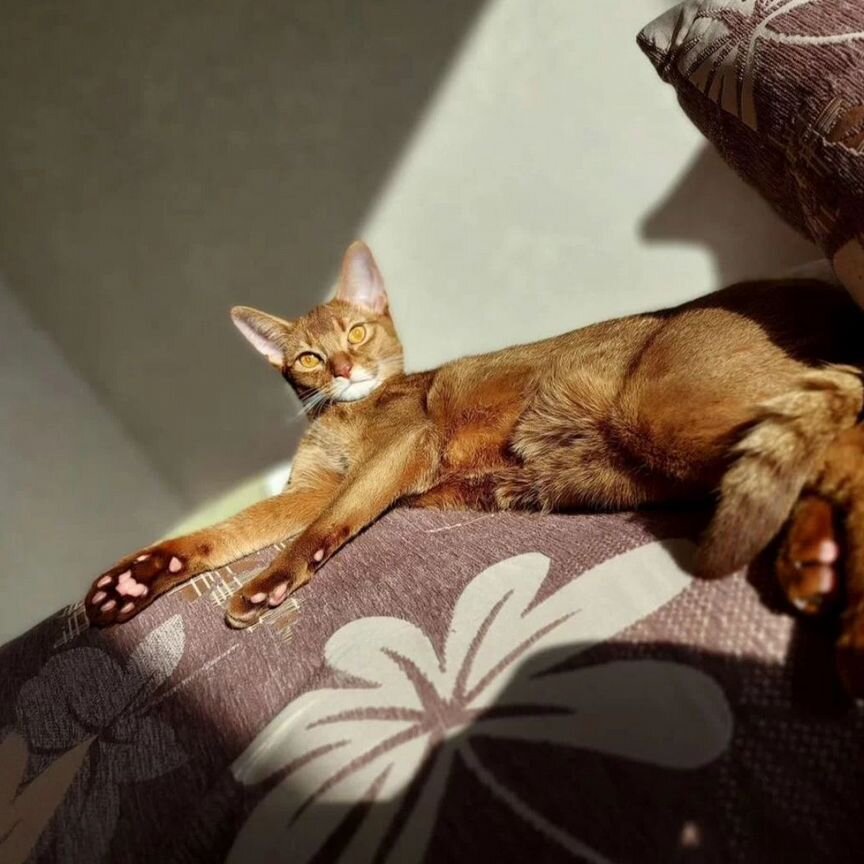 Абиссинские котята