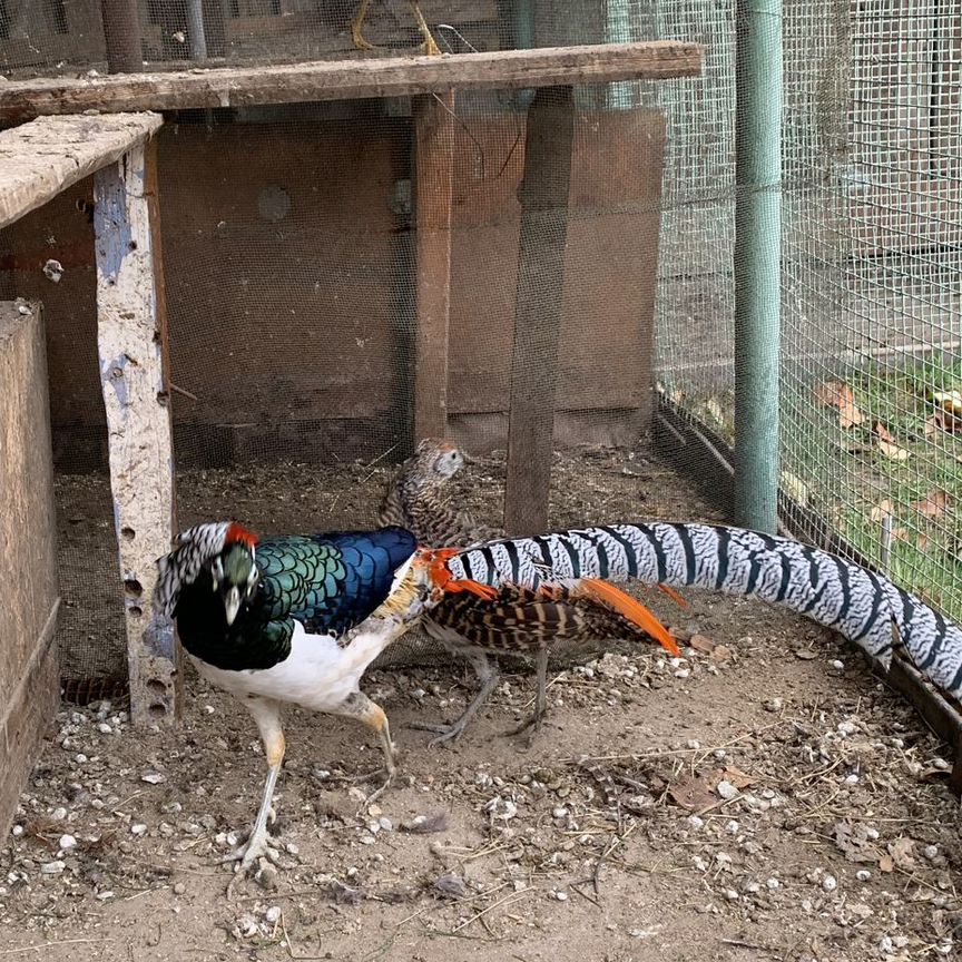 Продам пару алмазных фазанов