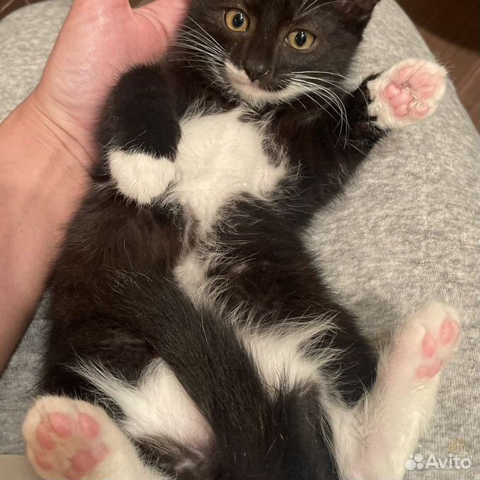 Черно-белый котенок мальчик 3мес
