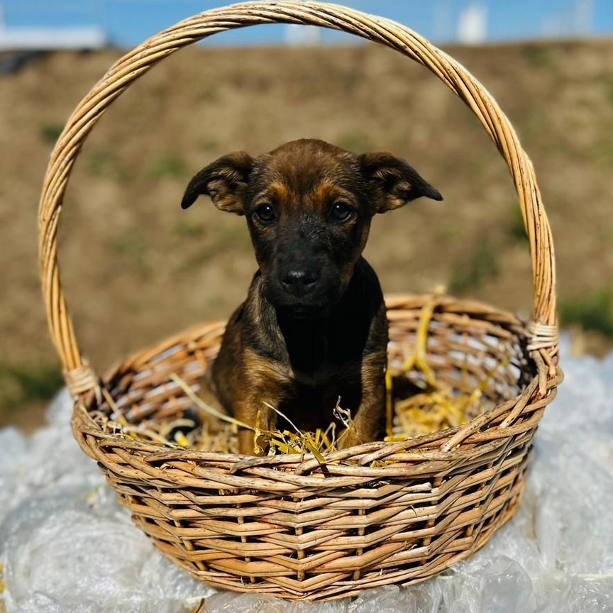 Маленькая собака в добрые руки