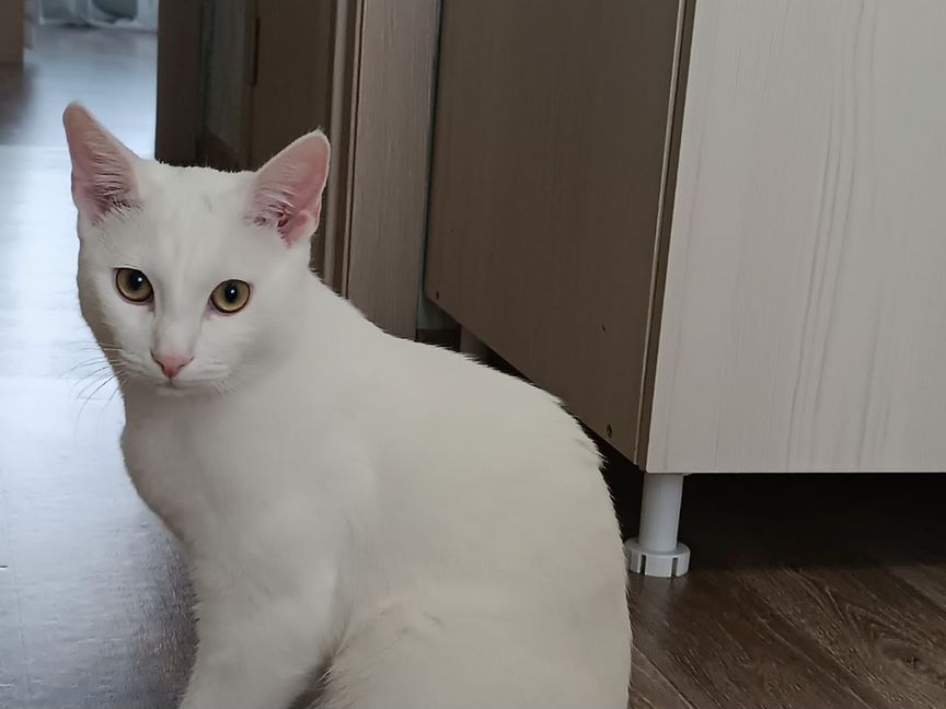 Кот Турецкая ангора