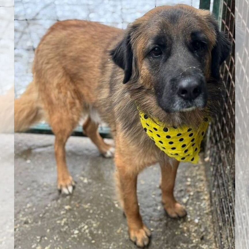 Взрослый пёс в добрые руки