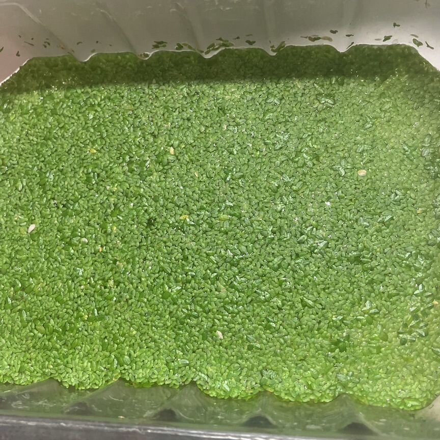 Ряска для аквариума. Бесплатно