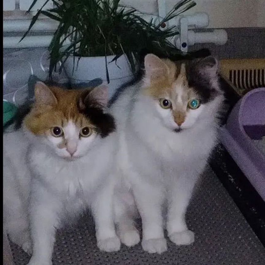 Турецкий ван, взрослая кошка