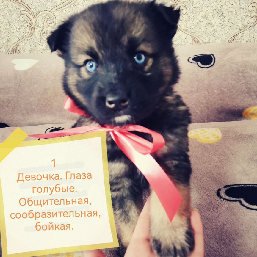 Щенки