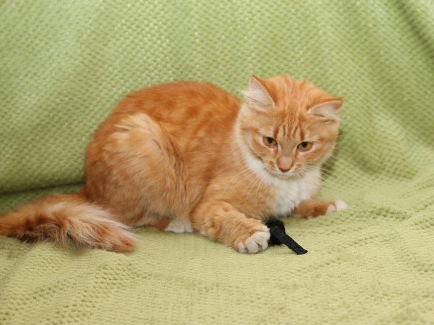 Кошка рыжая ласковая, молодая, старше года