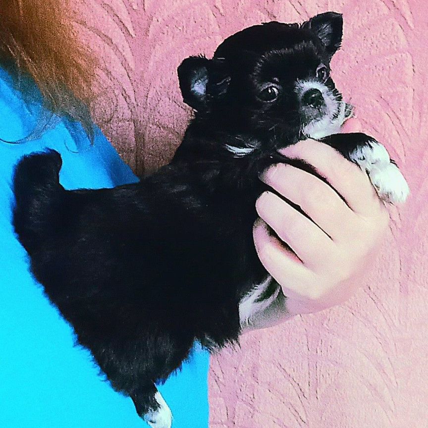 Чихуахуа, щенок