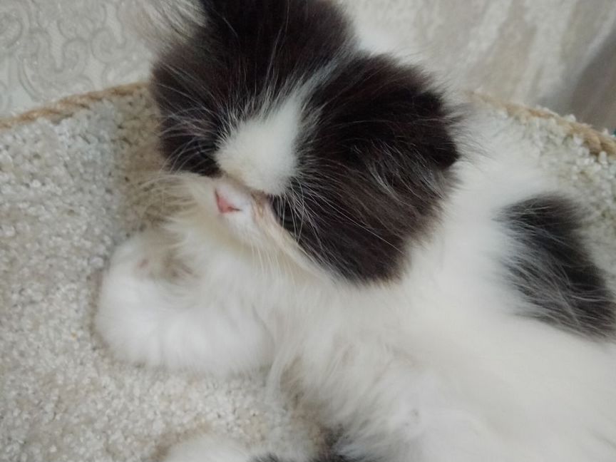 Котята персики