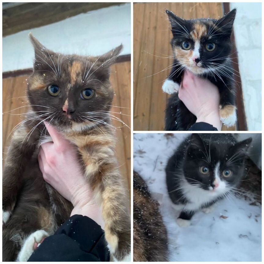 Спасите котят