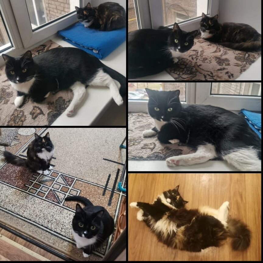 Кот и кошка в добрые руки бесплатно