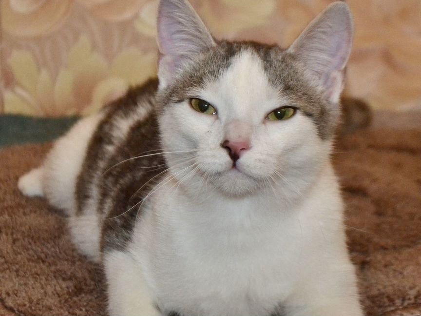 Котик-подросток