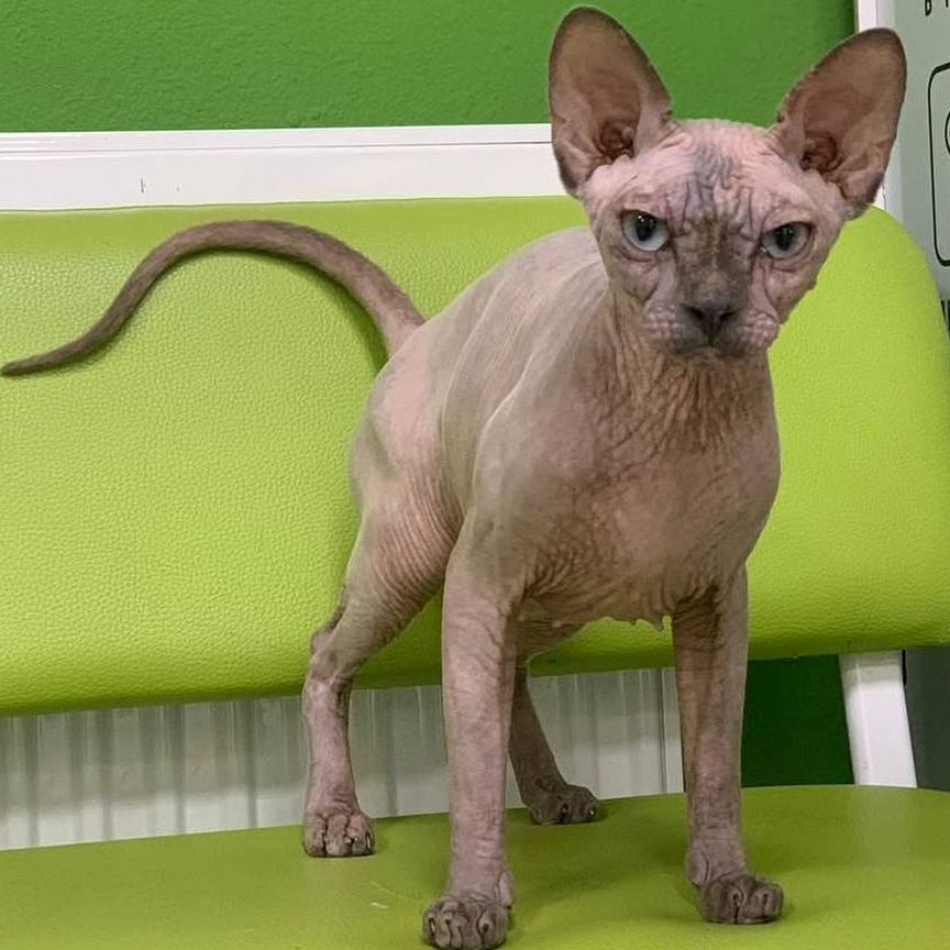 Канадский сфинкс, взрослая кошка