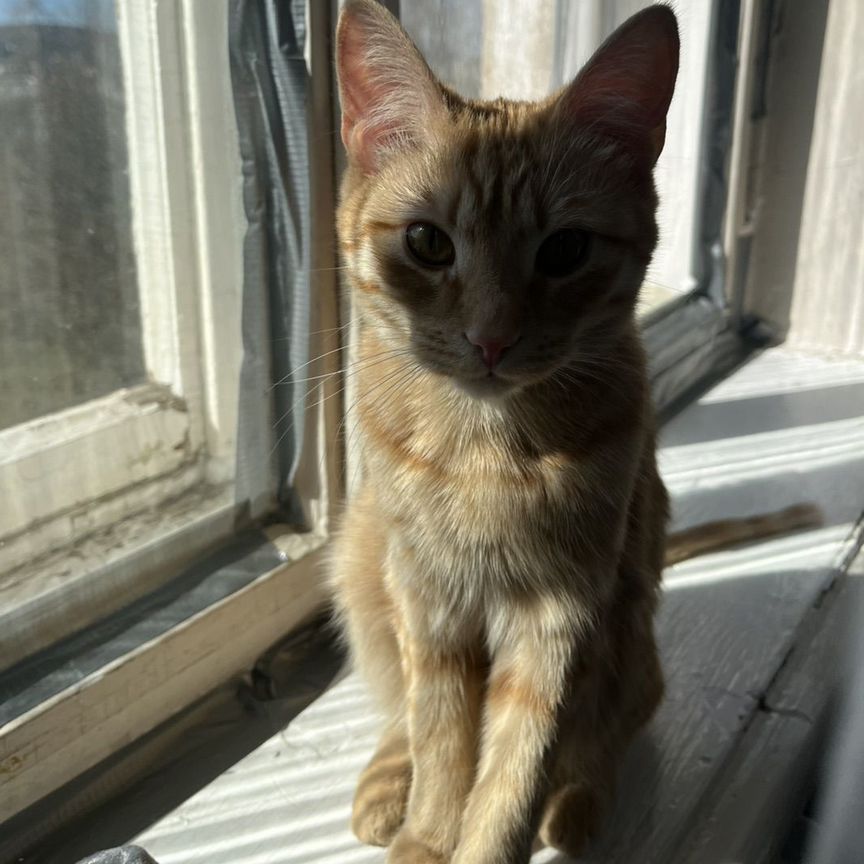 Котёнок в добрые руки