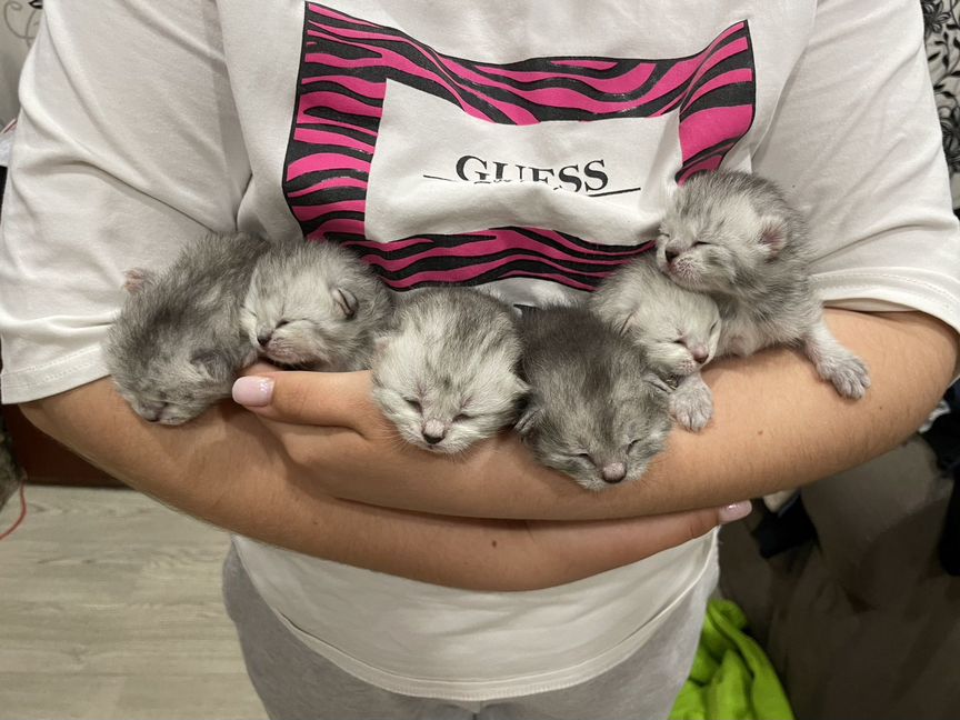 Британские котята