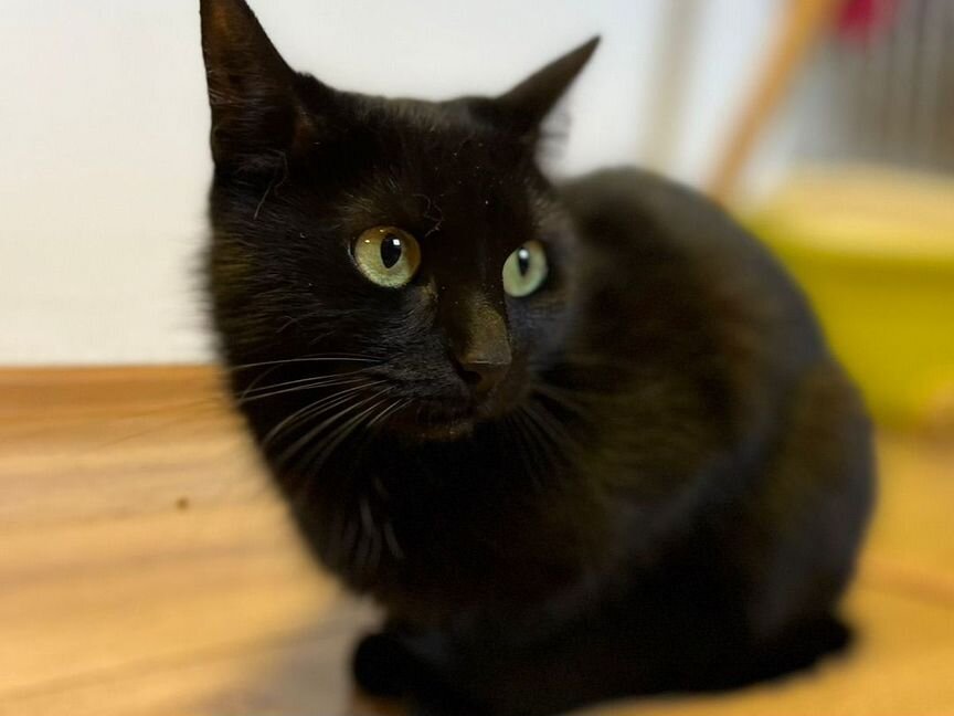 Малышка Лейла