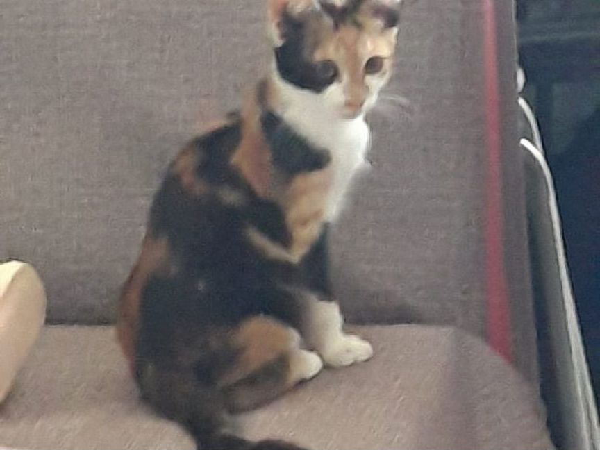 Кошка трехцветная котенок в добрые руки