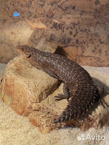 Колючехвостый сцинк (еgernia stokesii)