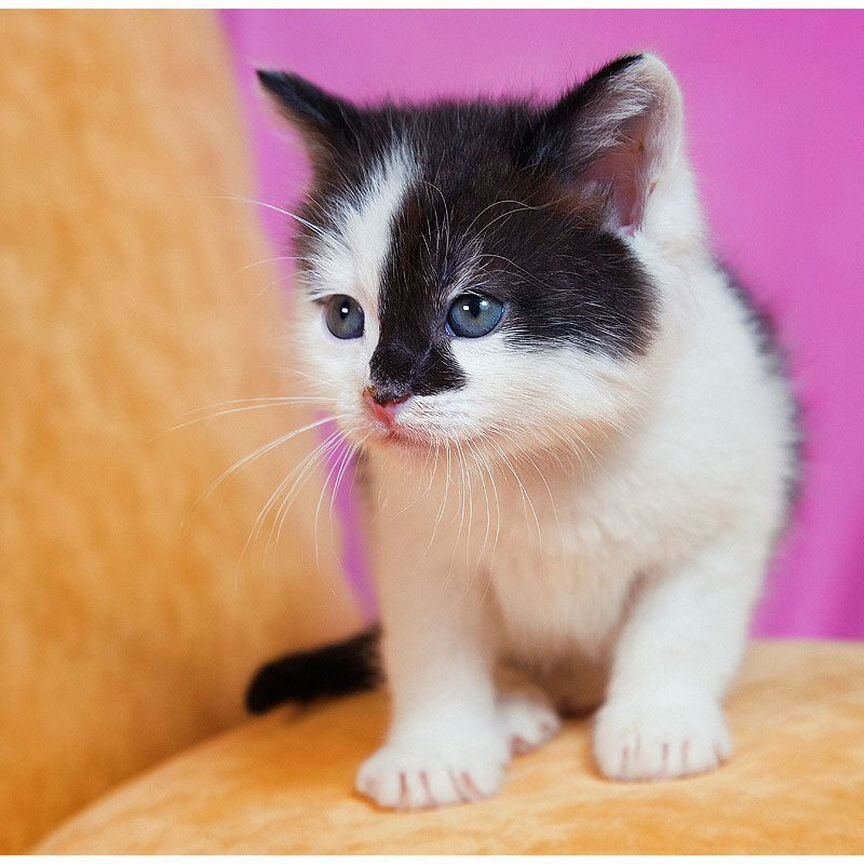 Малышка Сью в добрые руки