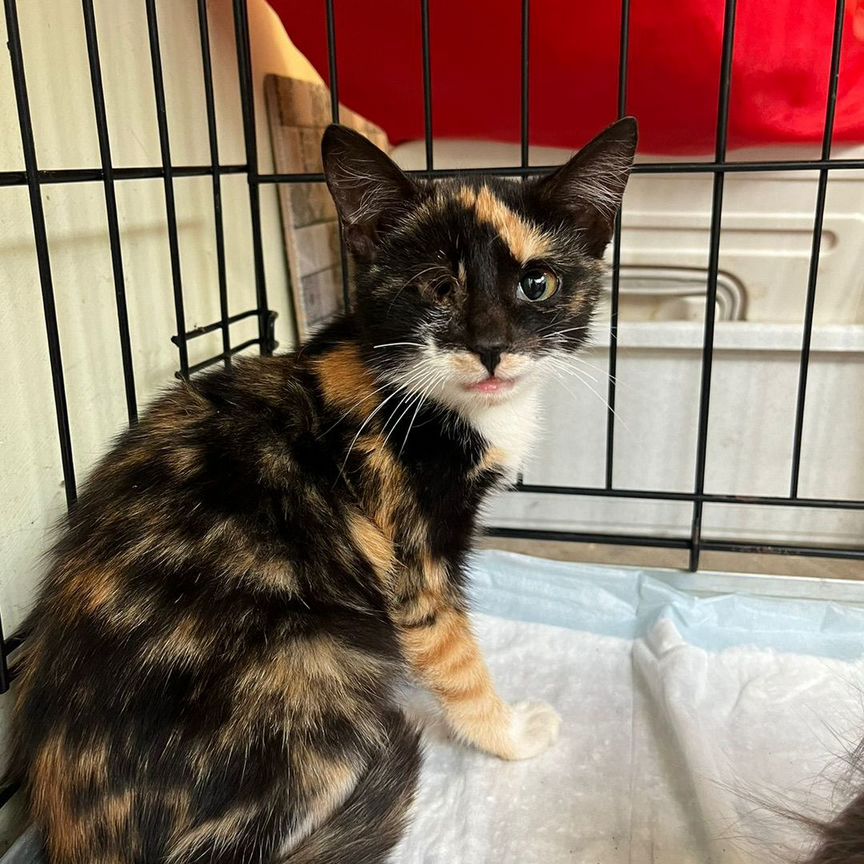 После операция котенка ждет улица