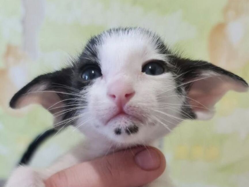 Ориентальные котята в Норильске