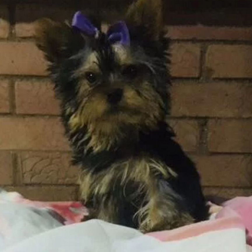 Йоркширский терьер, щенок