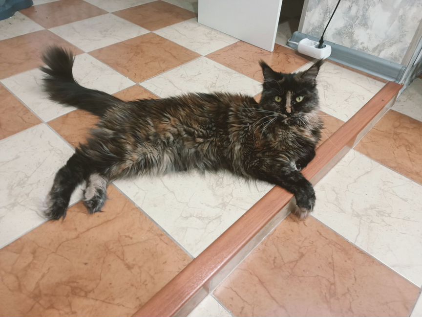 Мейн-кун в добрые руки бесплатно