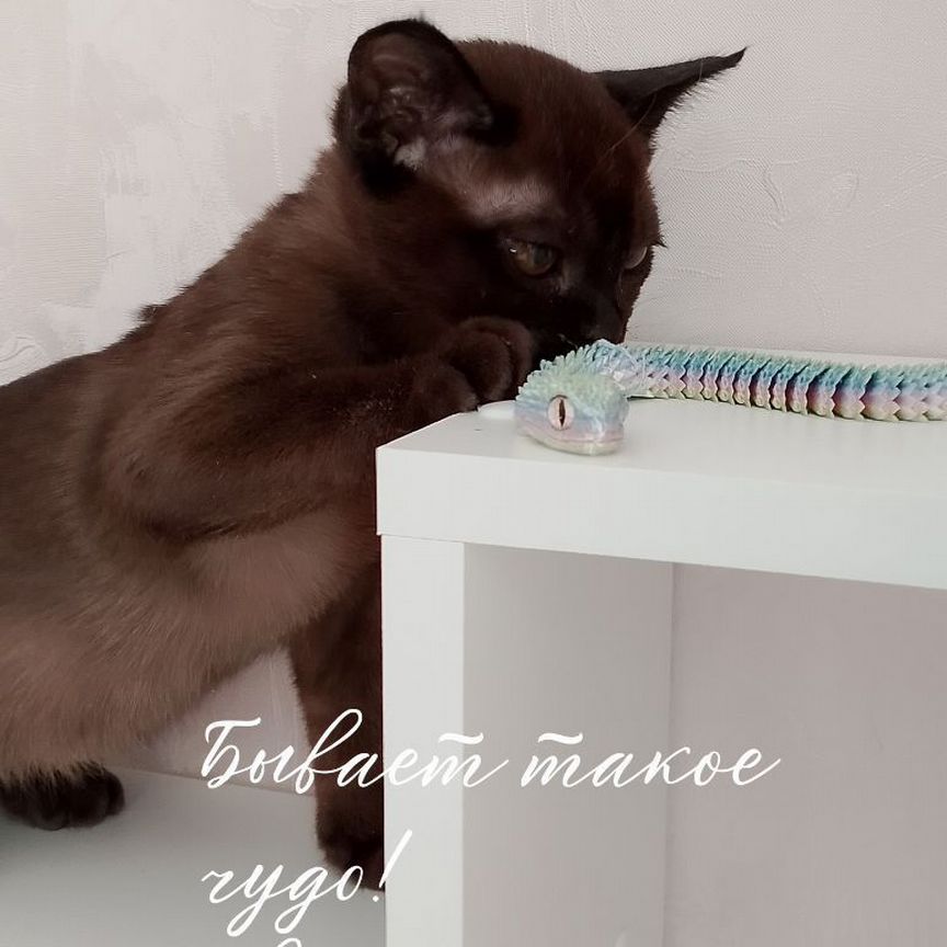 Европейский бурманский котёнок