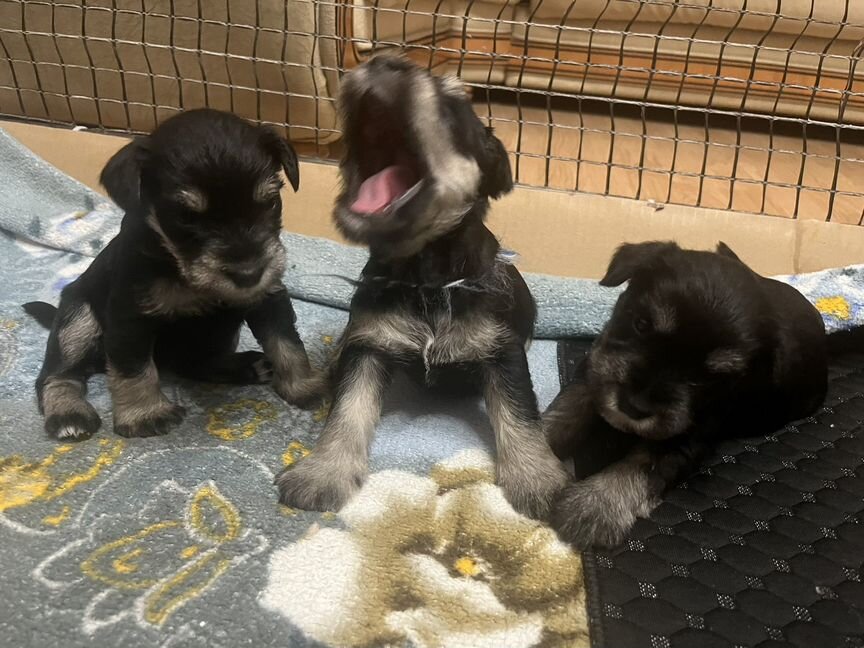 Цвергшнауцер щенки черный с серебром