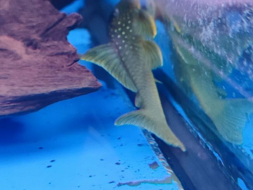 Номерные сомы l