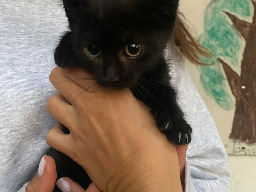 Кошка