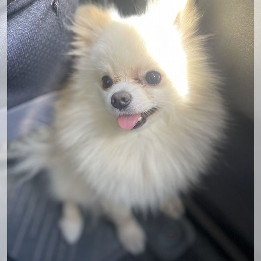 Немецкий шпиц, взрослый пёс