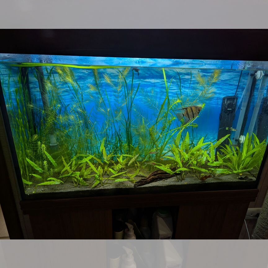 Продаётся криптокорина