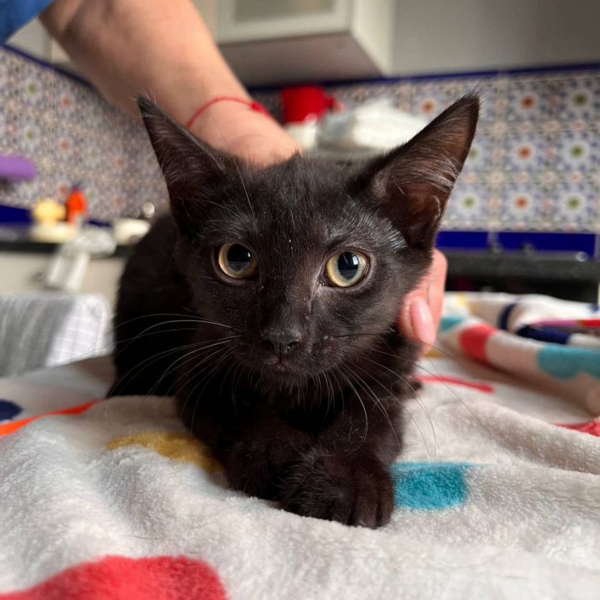 Девочка 2,5 месяца (черника)