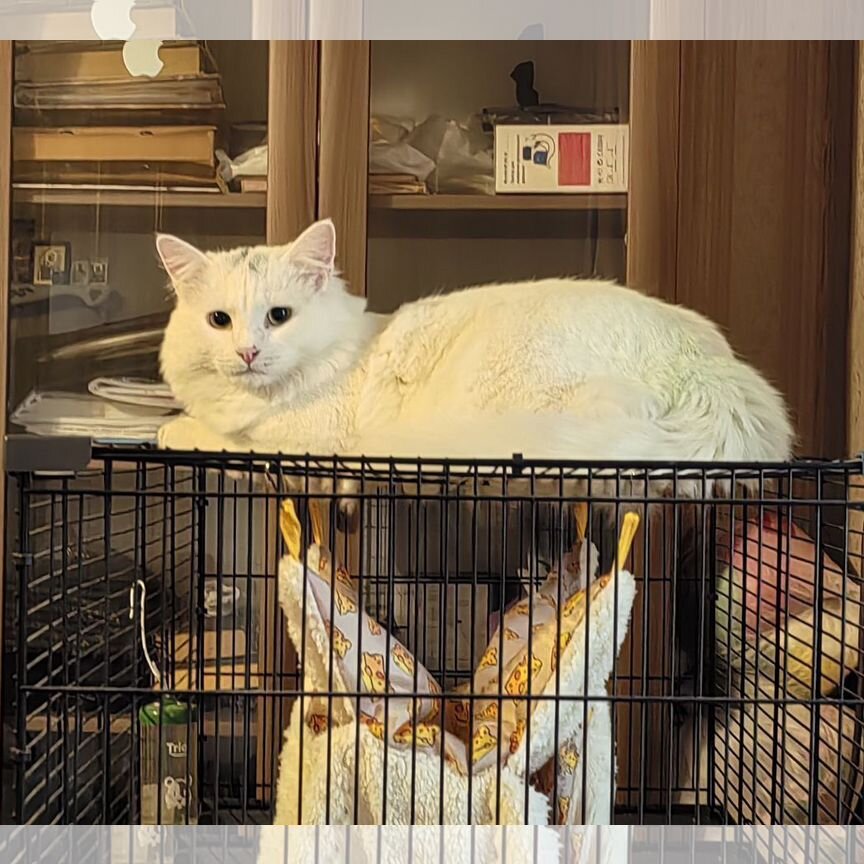 Кот Семëн