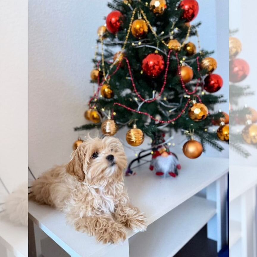 Мальтипу, щенок