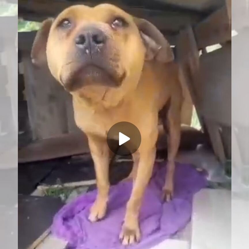 Американский питбультерьер, взрослая собака