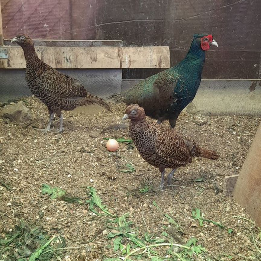 Румынские фазаны